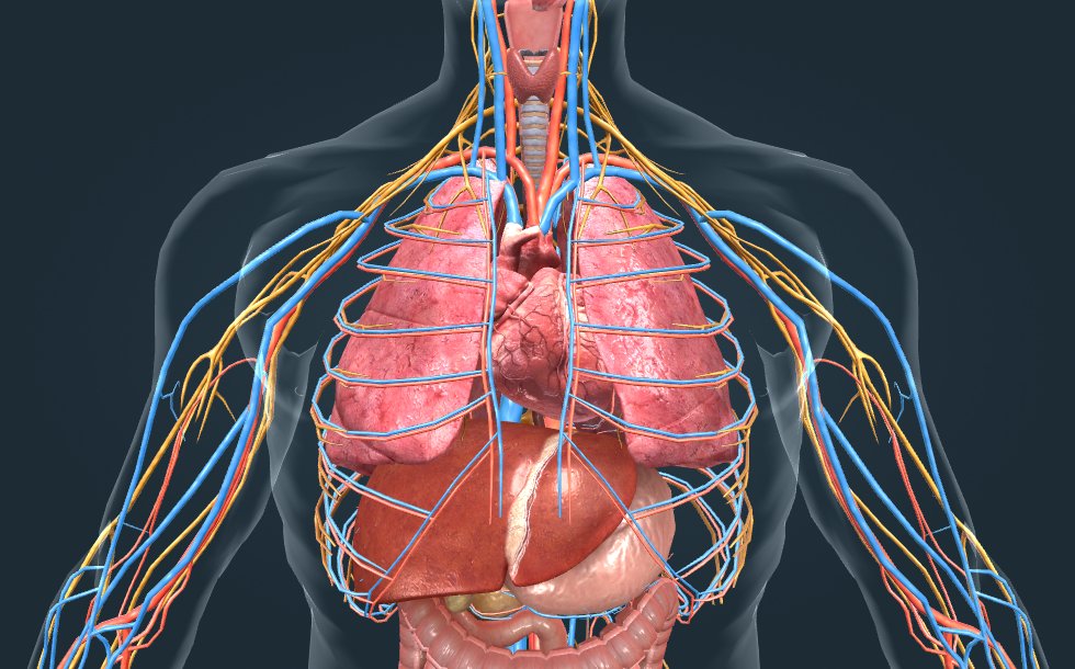Kalpte Uyarı ve İletim Sistemi - 3B görüntü - Mozaik Dijital Eğitim ve ...