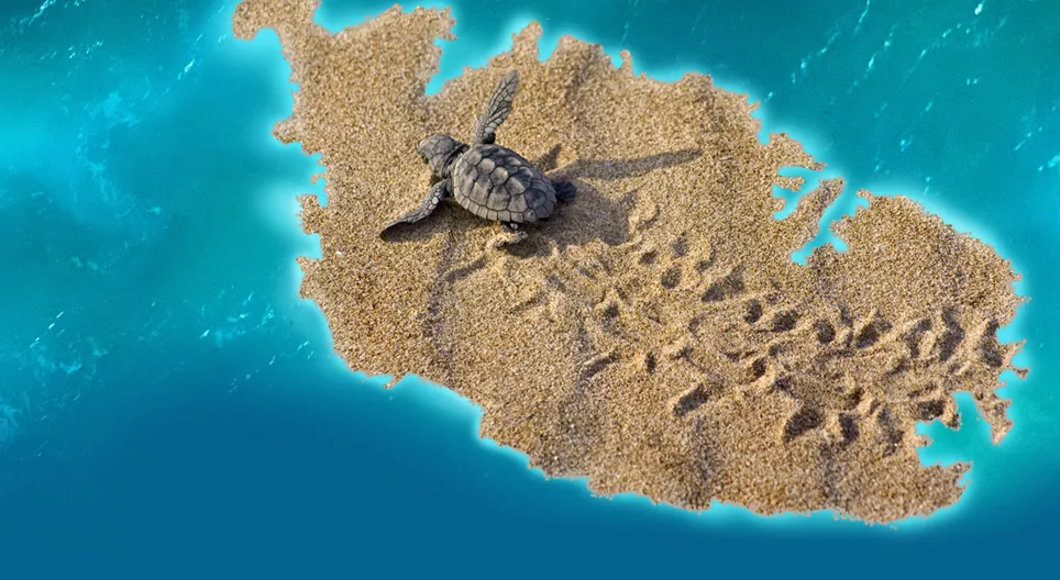 Explore the wildlife of Malta - Цифрові уроки - Цифрова освіта та ...