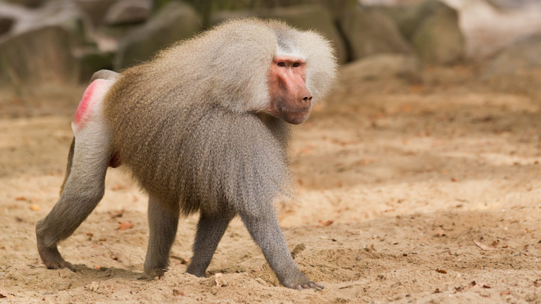 Majomalkatúak - відео - Цифрова освіта та навчання від Mozaik