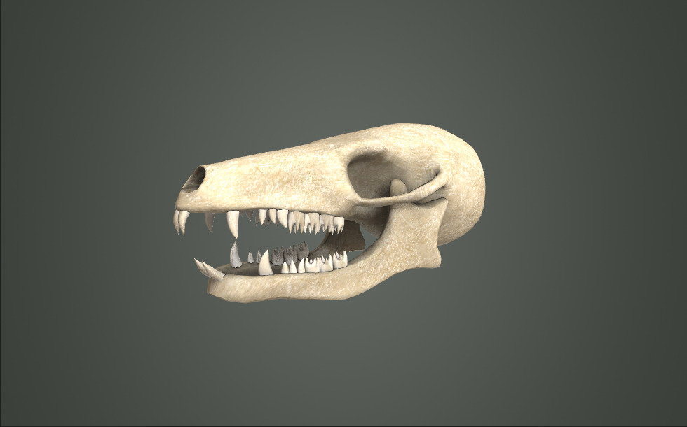 Types of dentition in mammals - Cảnh 3D - Giáo dục và học tập kỹ thuật ...