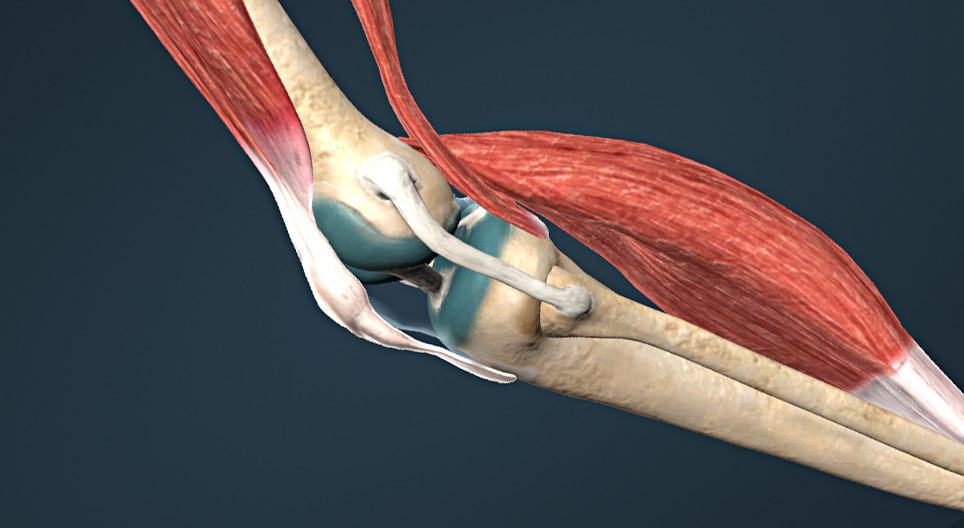 Types of bone articulations - Cảnh 3D - Giáo dục và học tập kỹ thuật số ...